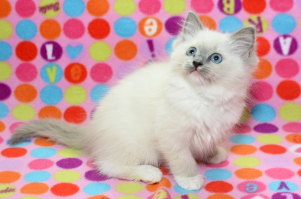 Rosehillrags available Ragdoll kittens