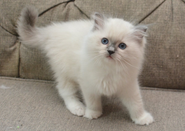 Rosehillrags available Ragdoll kittens